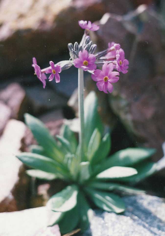 Enzian Böttger - Stollberg/E. - PRIMELN (Primroses: Species & Varieties)